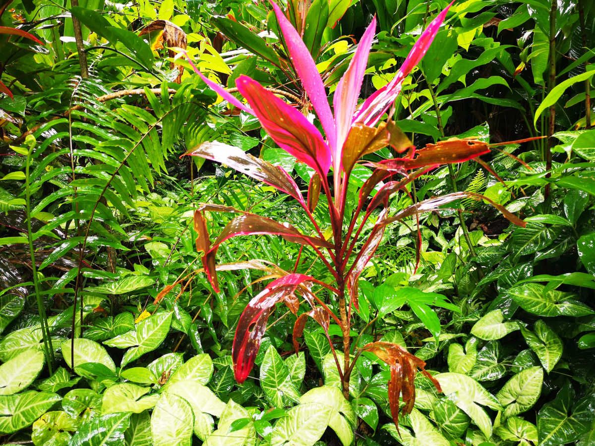 Daintree Rainforest: Explore Wildlife, Walks & Lodges